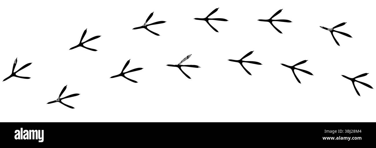 Bird footprint chicken foot track, feet print, paw step hand drawn ...