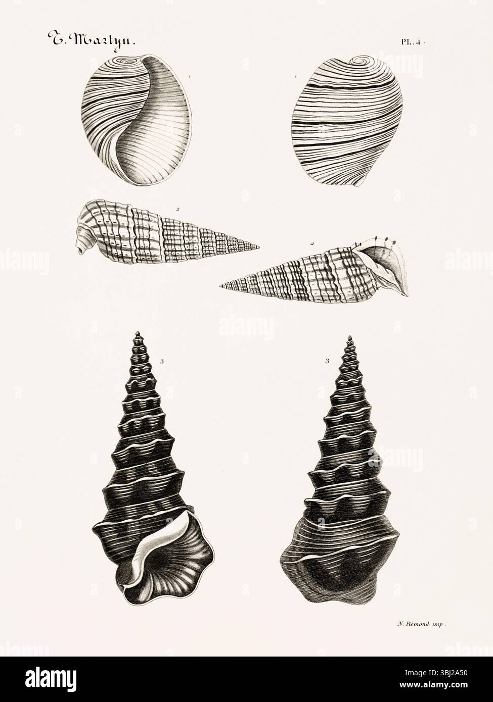 Marine Shell. Antique conchology illustration. Published in France ...