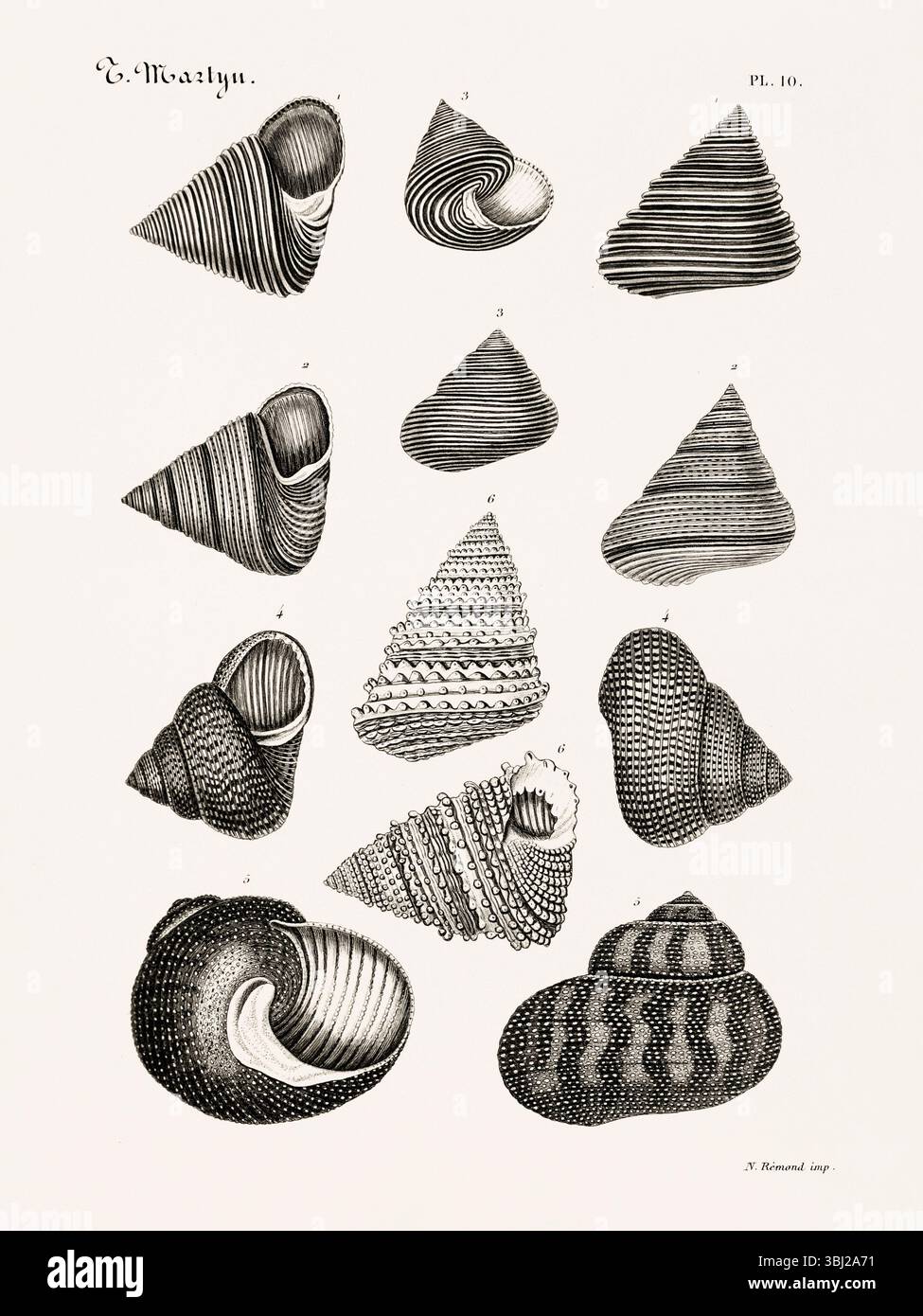 Marine Shell. Antique conchology illustration. Published in France ...