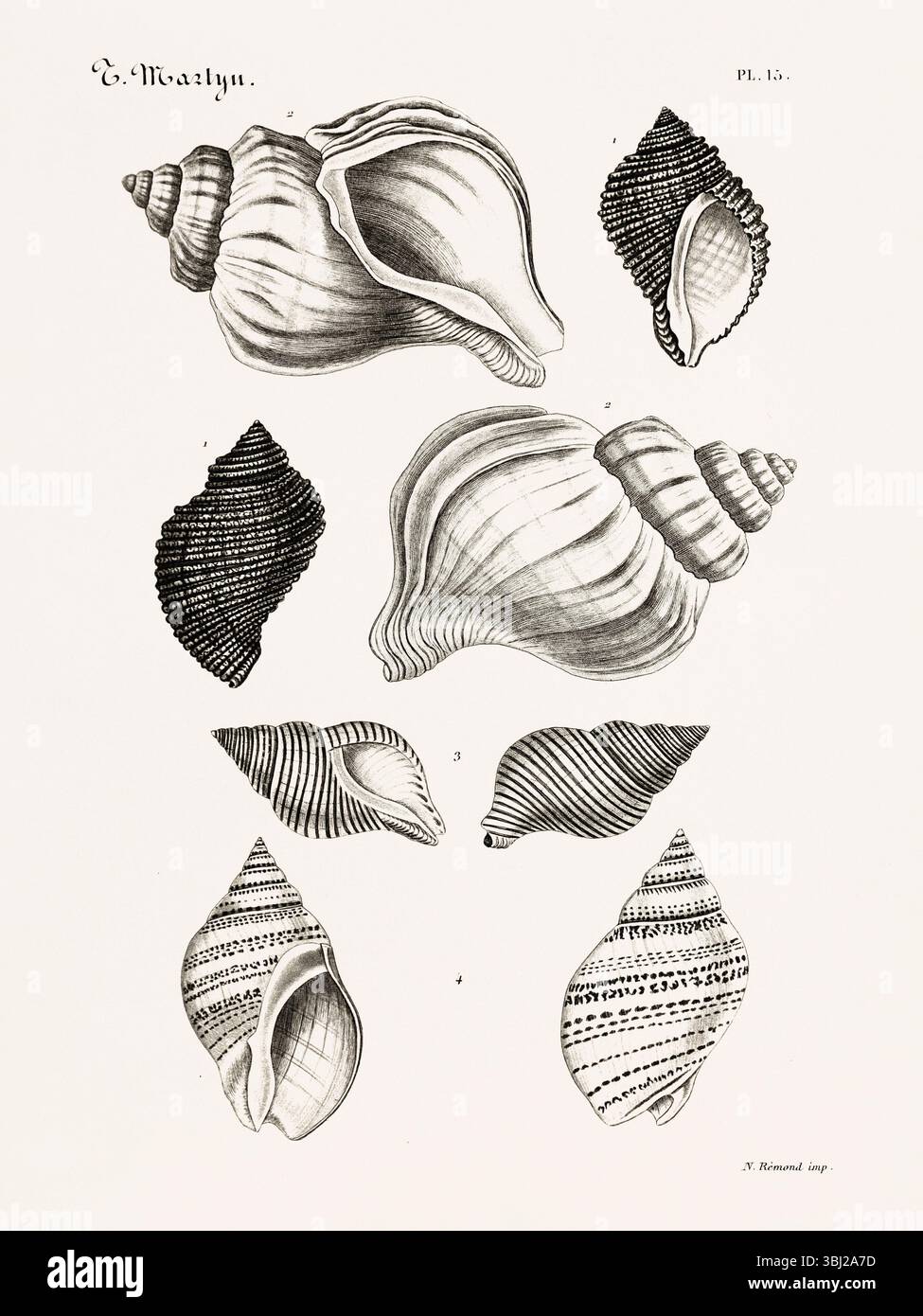 Marine Shell. Antique conchology illustration. Published in France ...