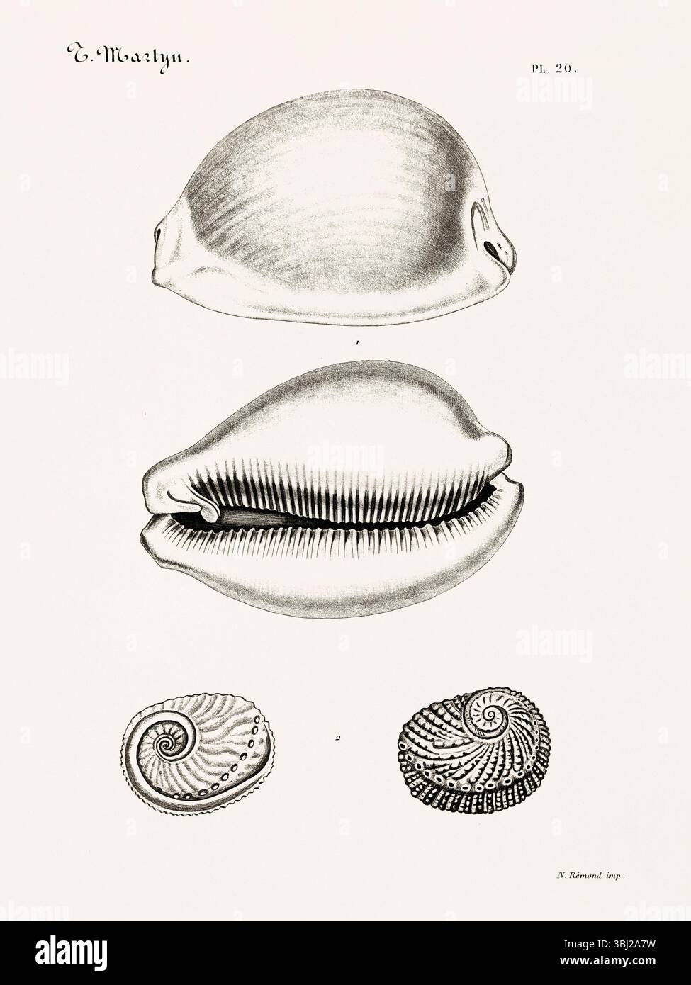 Marine Shell. Antique conchology illustration. Published in France ...