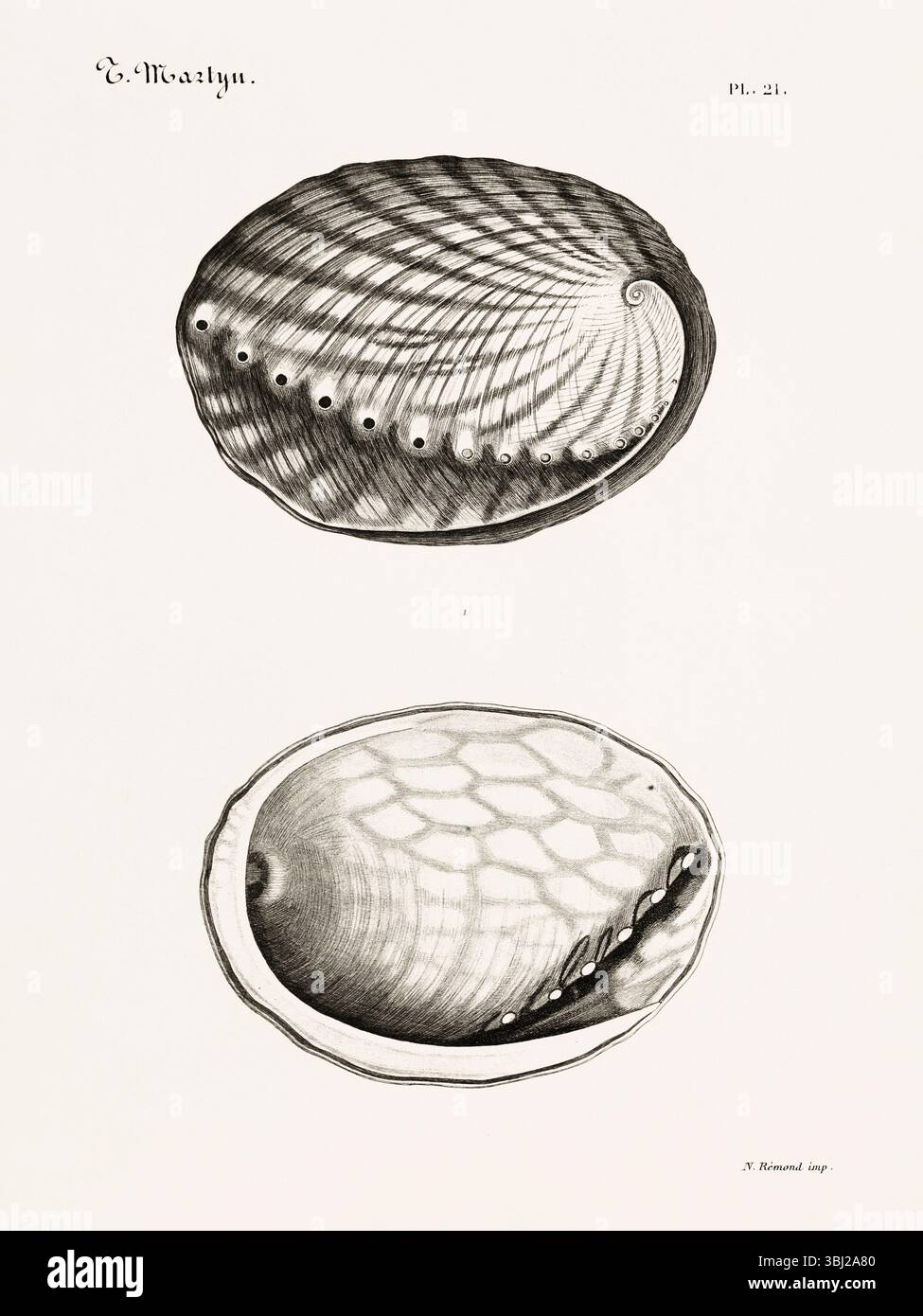 Marine Shell. Antique conchology illustration. Published in France ...