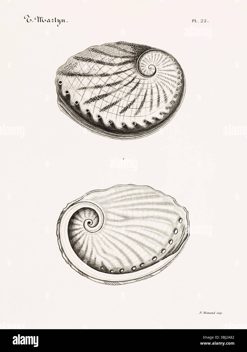 Marine Shell. Antique conchology illustration. Published in France ...