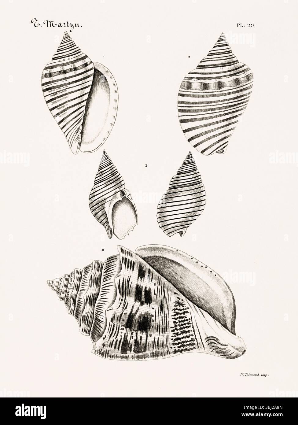 Marine Shell. Antique conchology illustration. Published in France ...