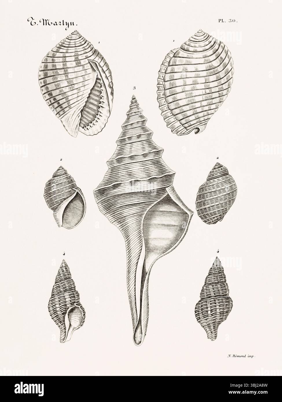 Marine Shell. Antique conchology illustration. Published in France ...