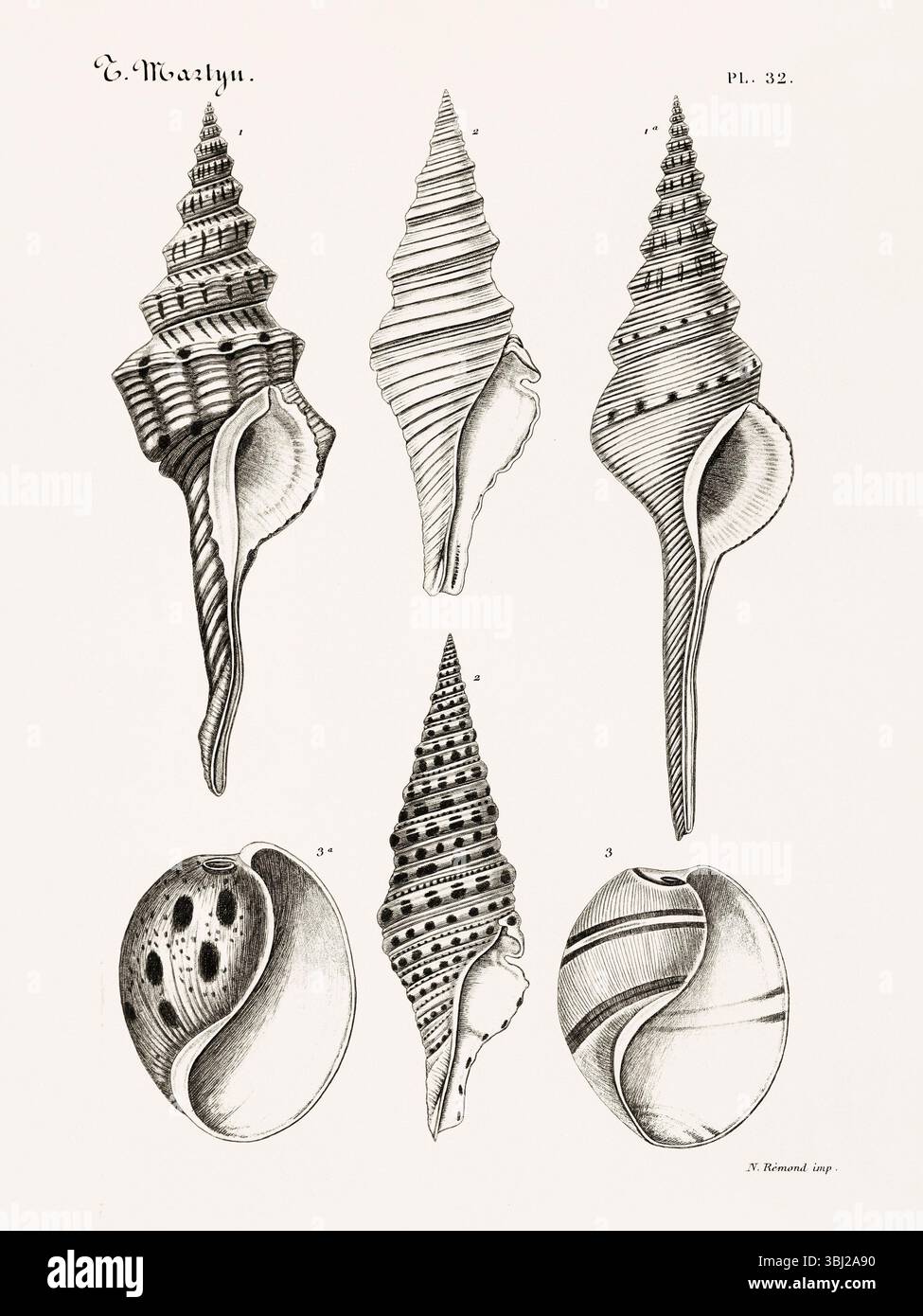 Marine Shell. Antique conchology illustration. Published in France ...