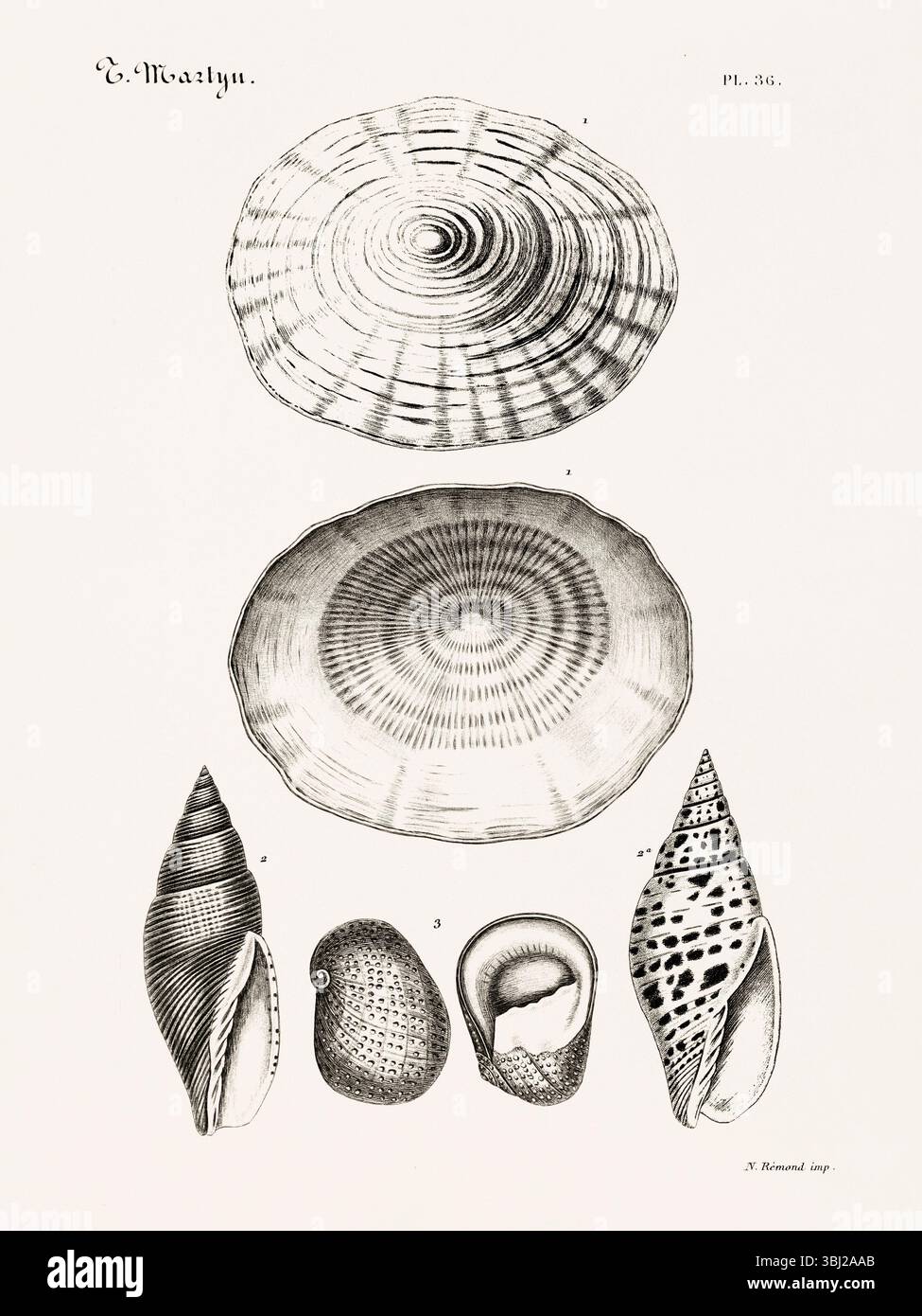 Marine Shell. Antique conchology illustration. Published in France ...