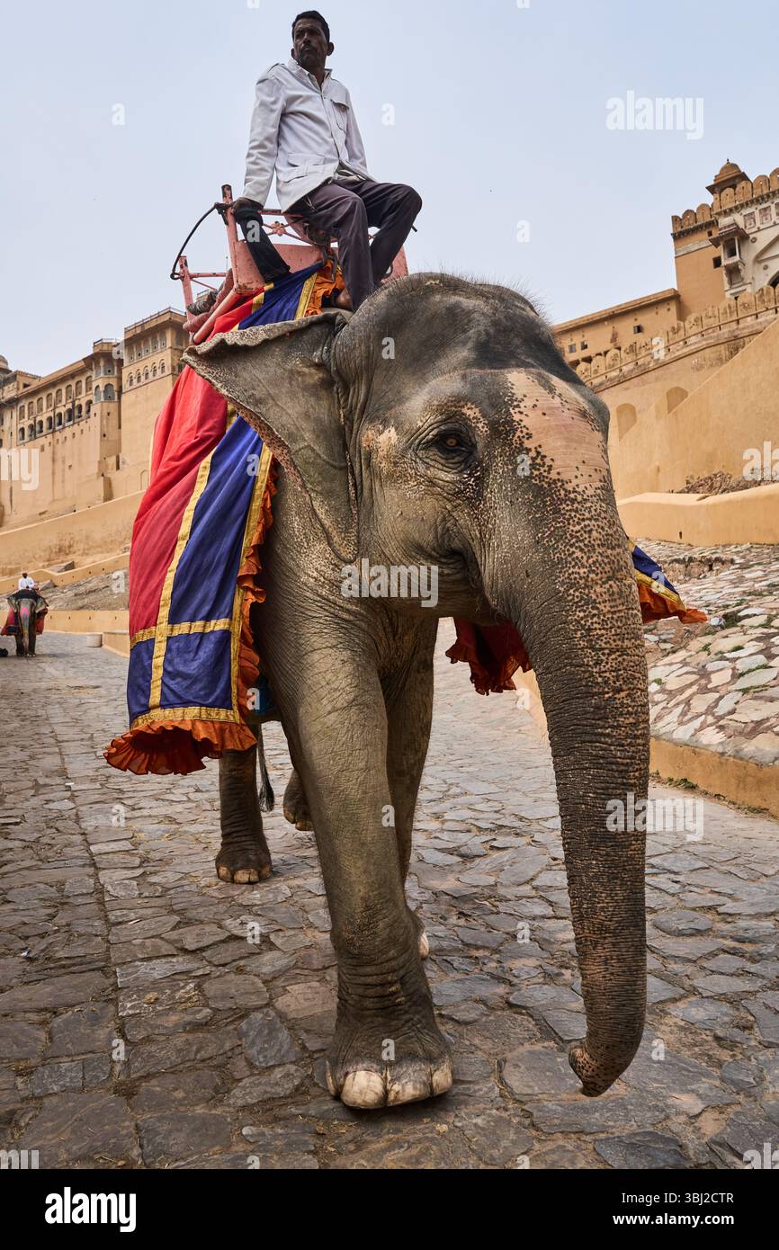 Elephant Ride on Cobblestone Path at Amber Fort, India Stock Photo - Alamy