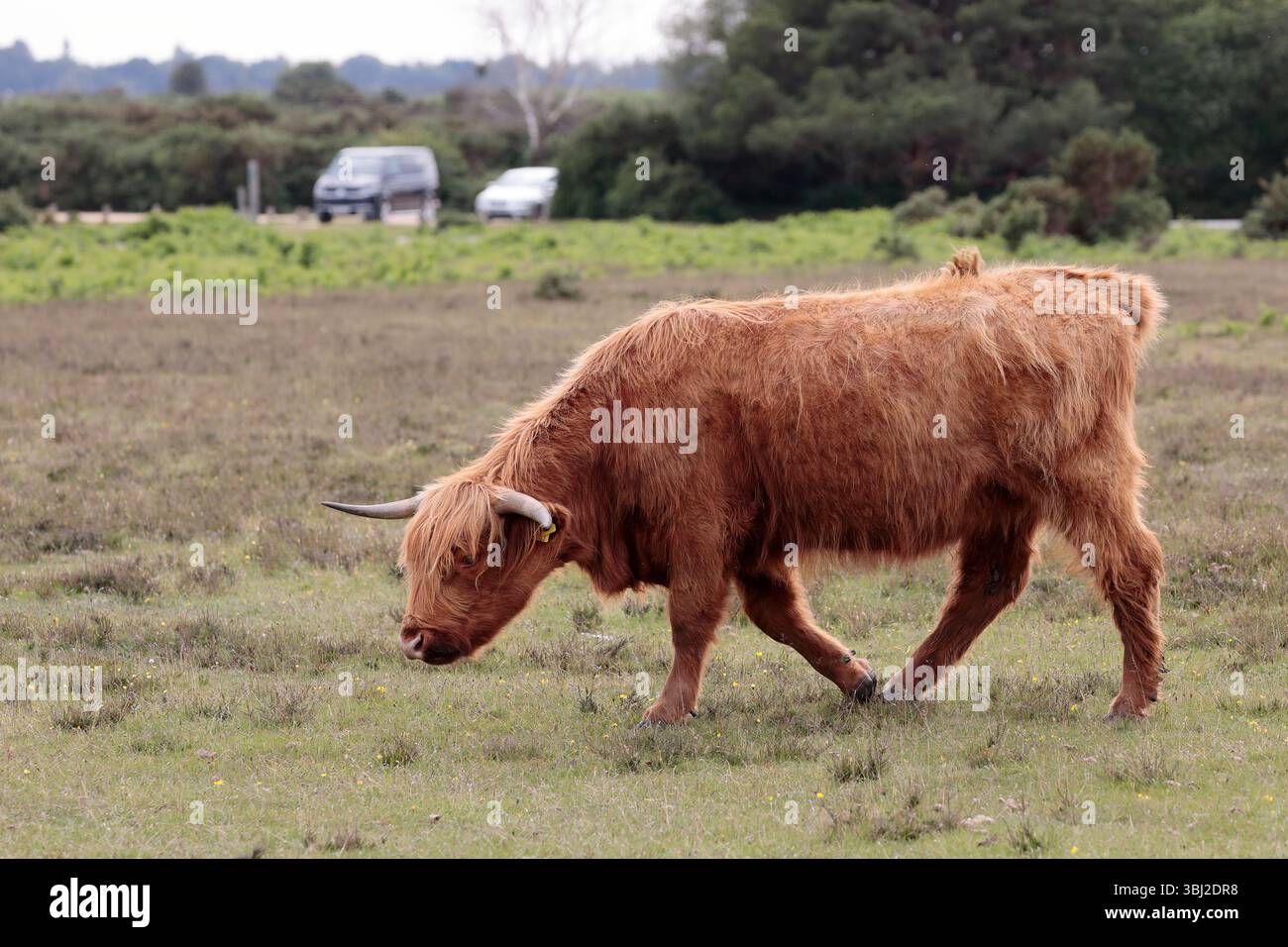 A brown shaggy Highland Cow with large horns walking on grass in the ...