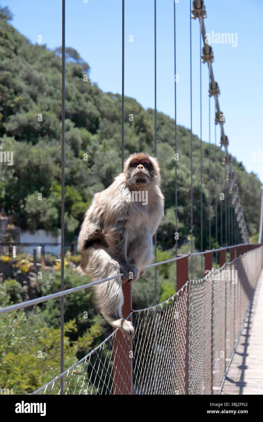 An adult Barbary macaque (macaca sylvanus) sitting on a parapet of the ...