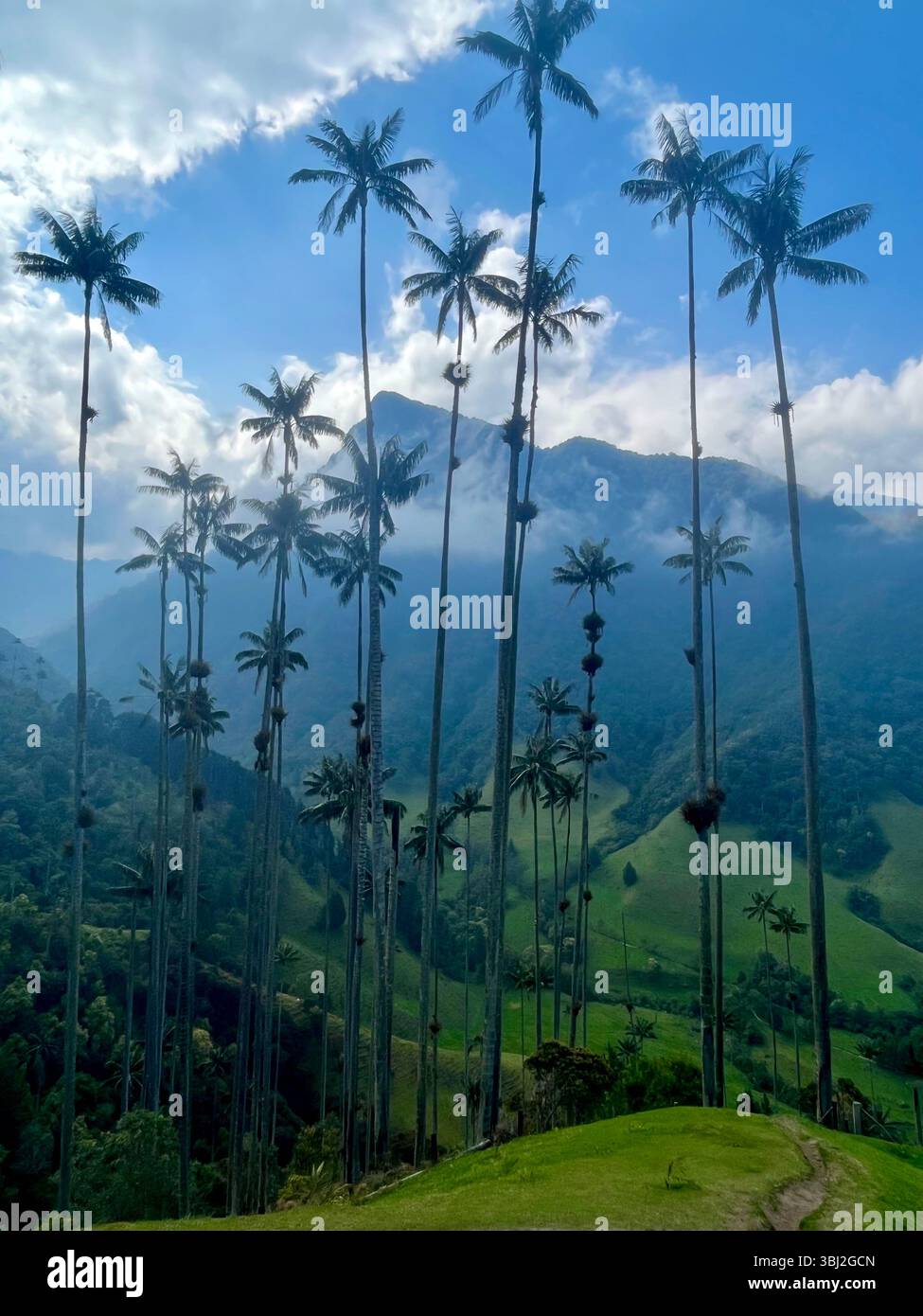 World's Tallest Palm Trees in Cocora Valley, Salento, Colombia Stock ...