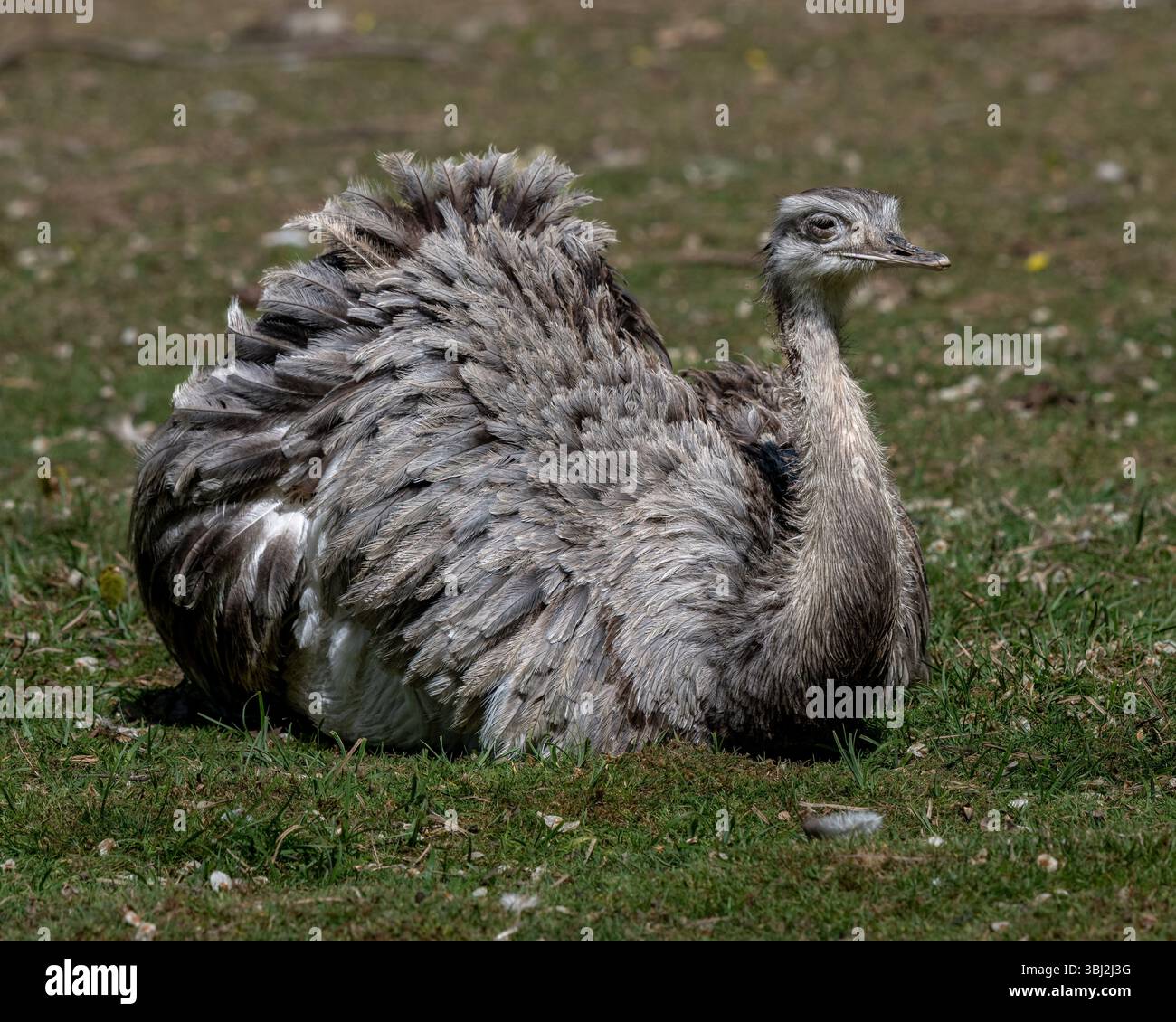Order rheiformes hi-res stock photography and images - Alamy
