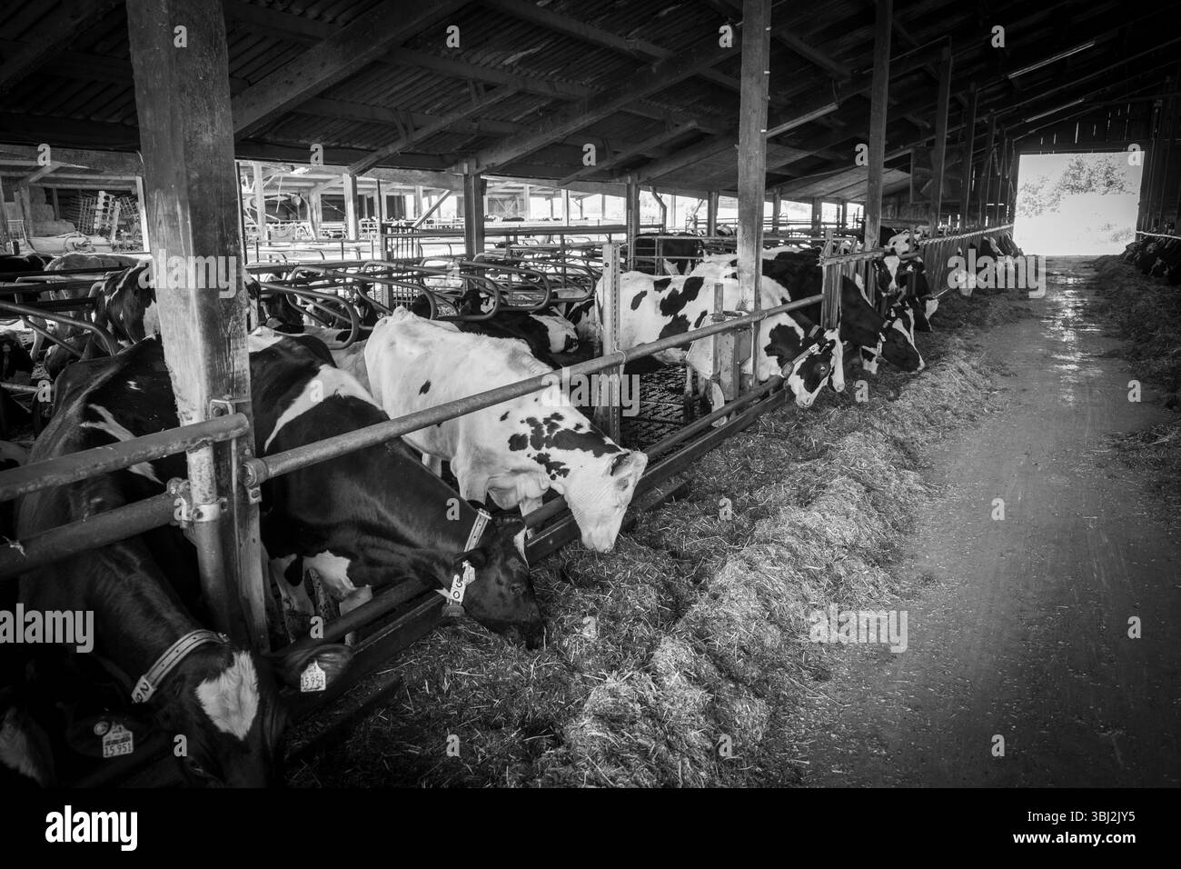 black and white cattle stand in the barn for feeding Stock Photo - Alamy