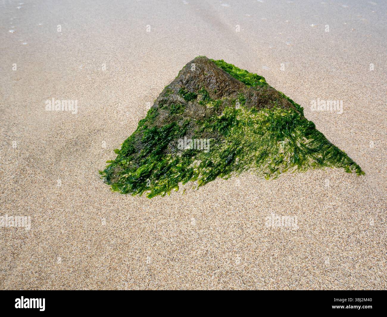 Algae-Covered Stone on Sandy Beach in Paracas, Peru Stock Photo - Alamy