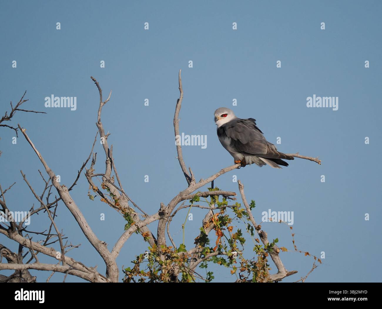 Birds with red eyes hi-res stock photography and images - Alamy