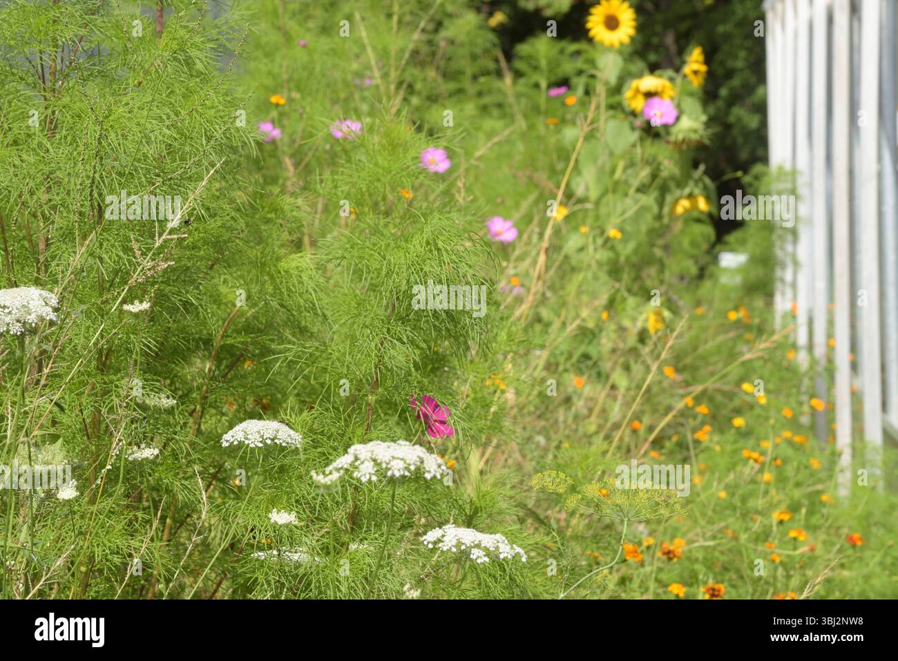 the color green, a common color in plants and nature the color green, a ...