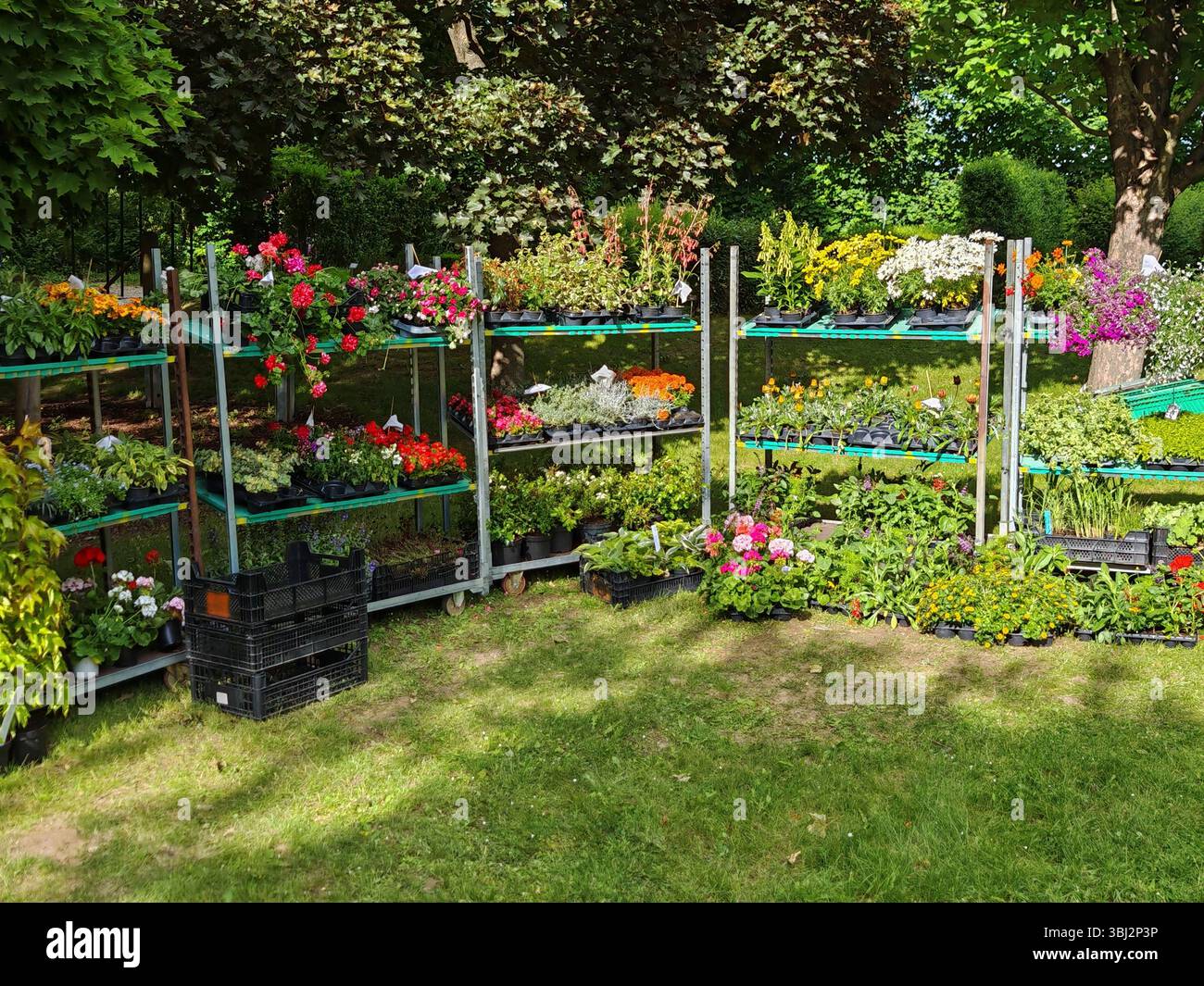 gardener working with flowers and plants outdoors in the nature ...