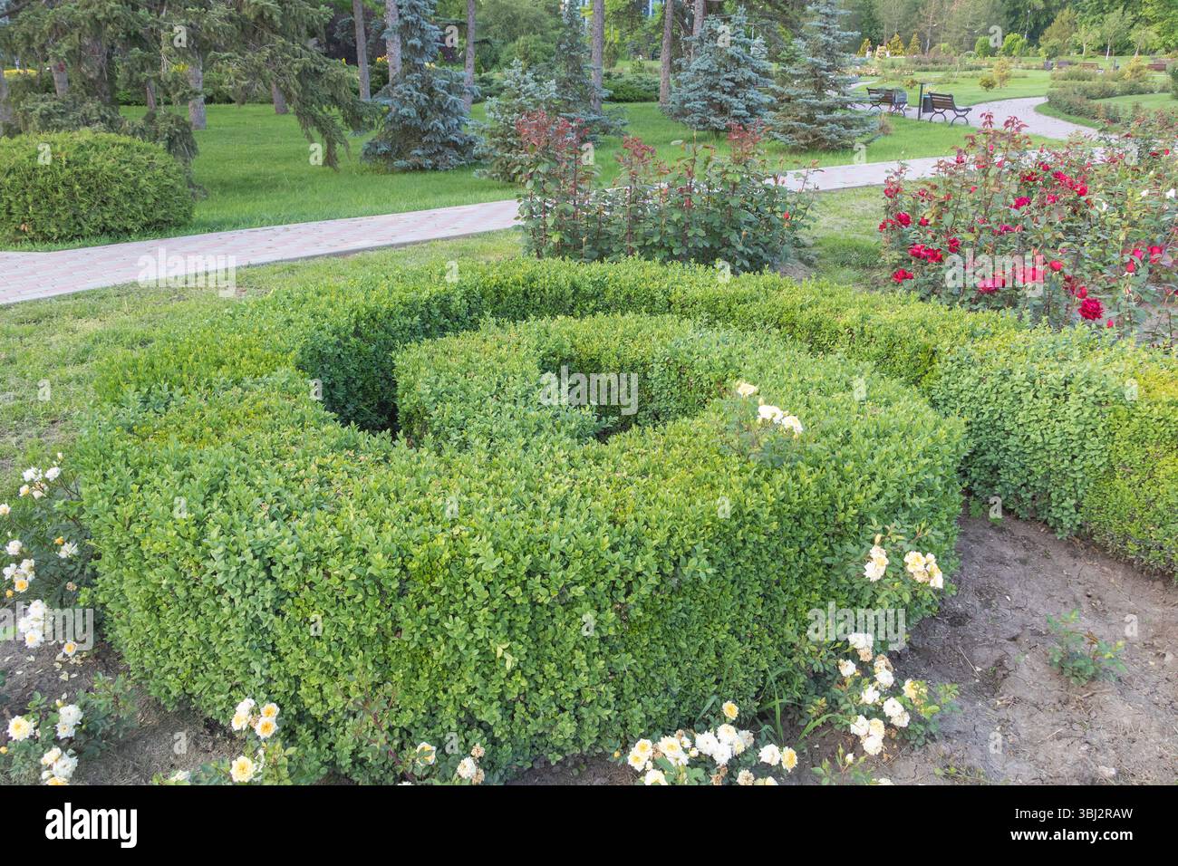 Beautiful ornamental shrub in the shape of a heart, boxwood bushes with ...