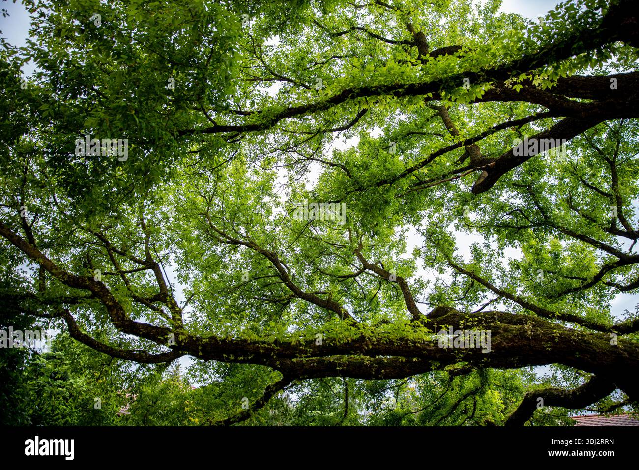 The amazing and lush green tree canopy branches create a beautiful ...