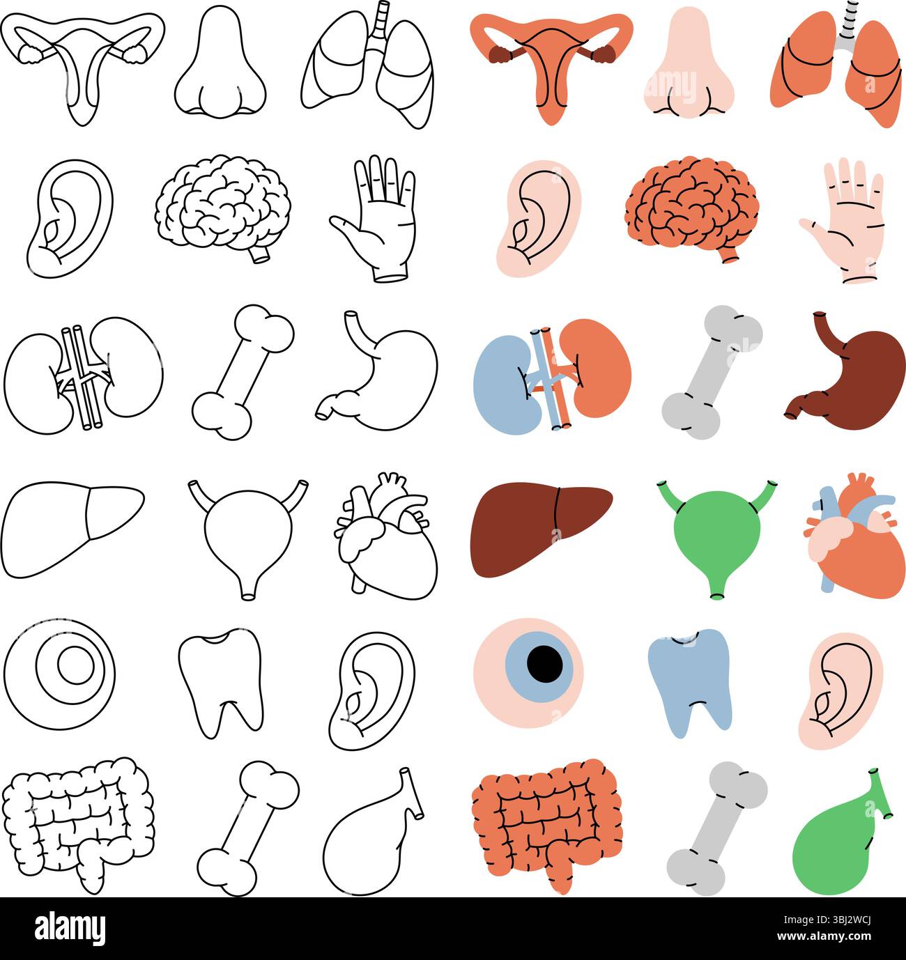 Human organs in vertical banner. Heart, kidneys, gallbladder ...