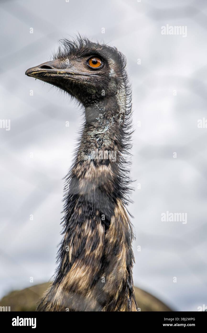 High resolution image capturing the detailed features of an ostrich's ...