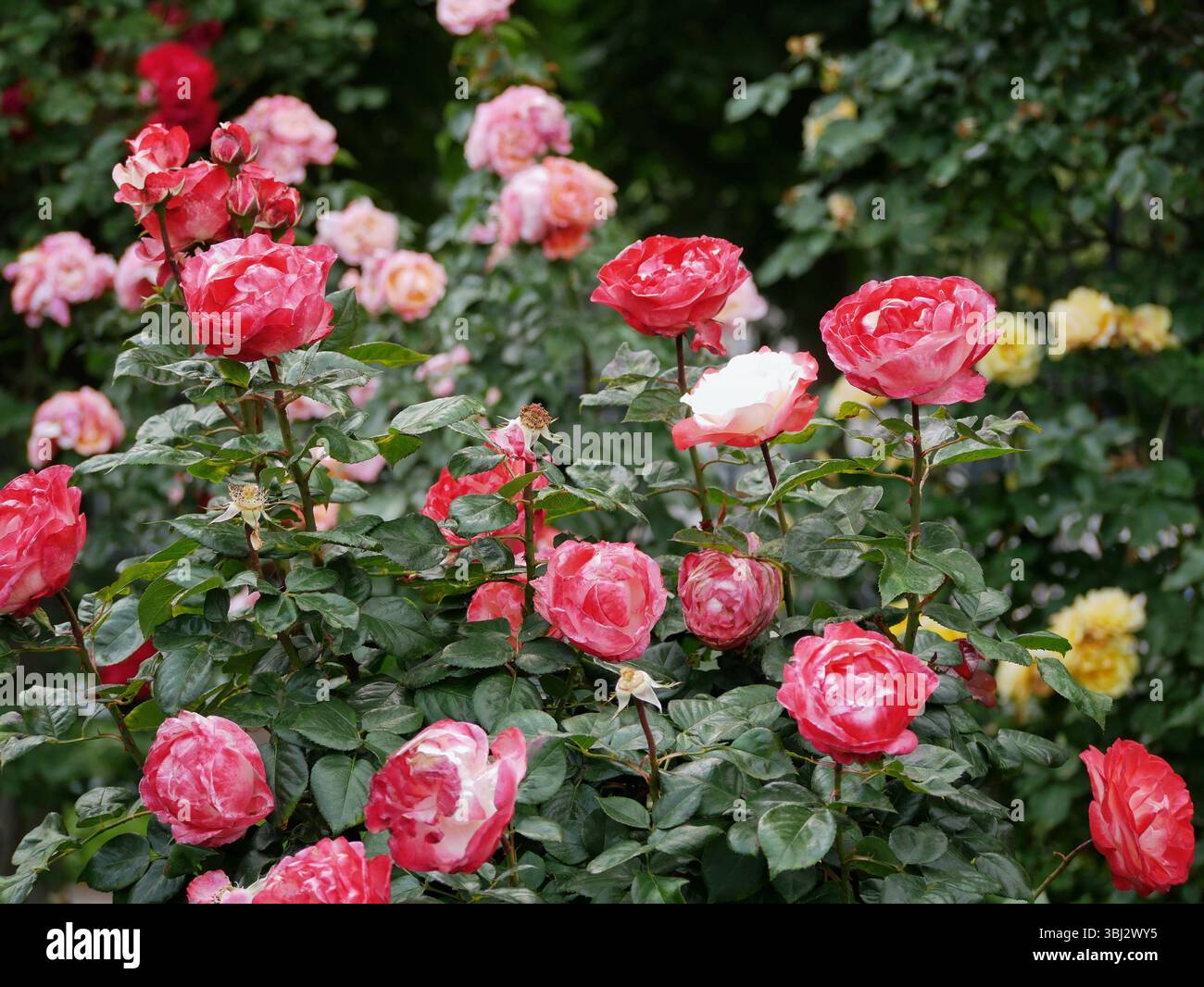 Pink Floribunda hybrid tea roses bloom. Elite English garden rose ...
