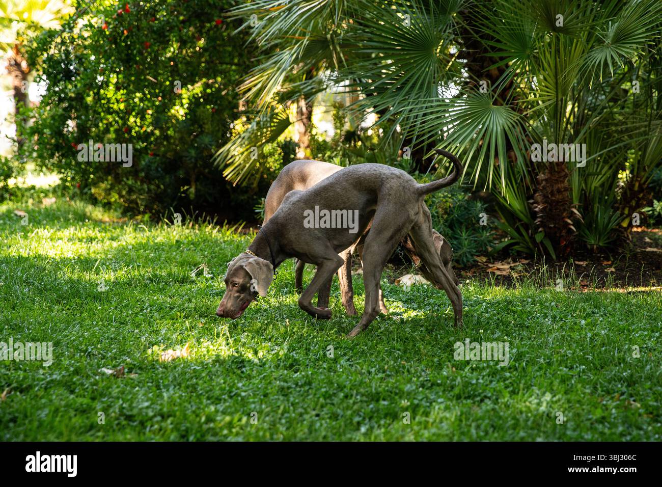 Dog looking around walking out hi-res stock photography and images - Alamy