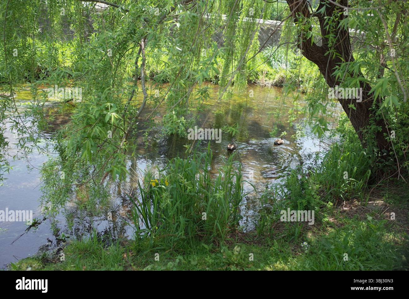 Nature in Tokyo Stock Photo - Alamy