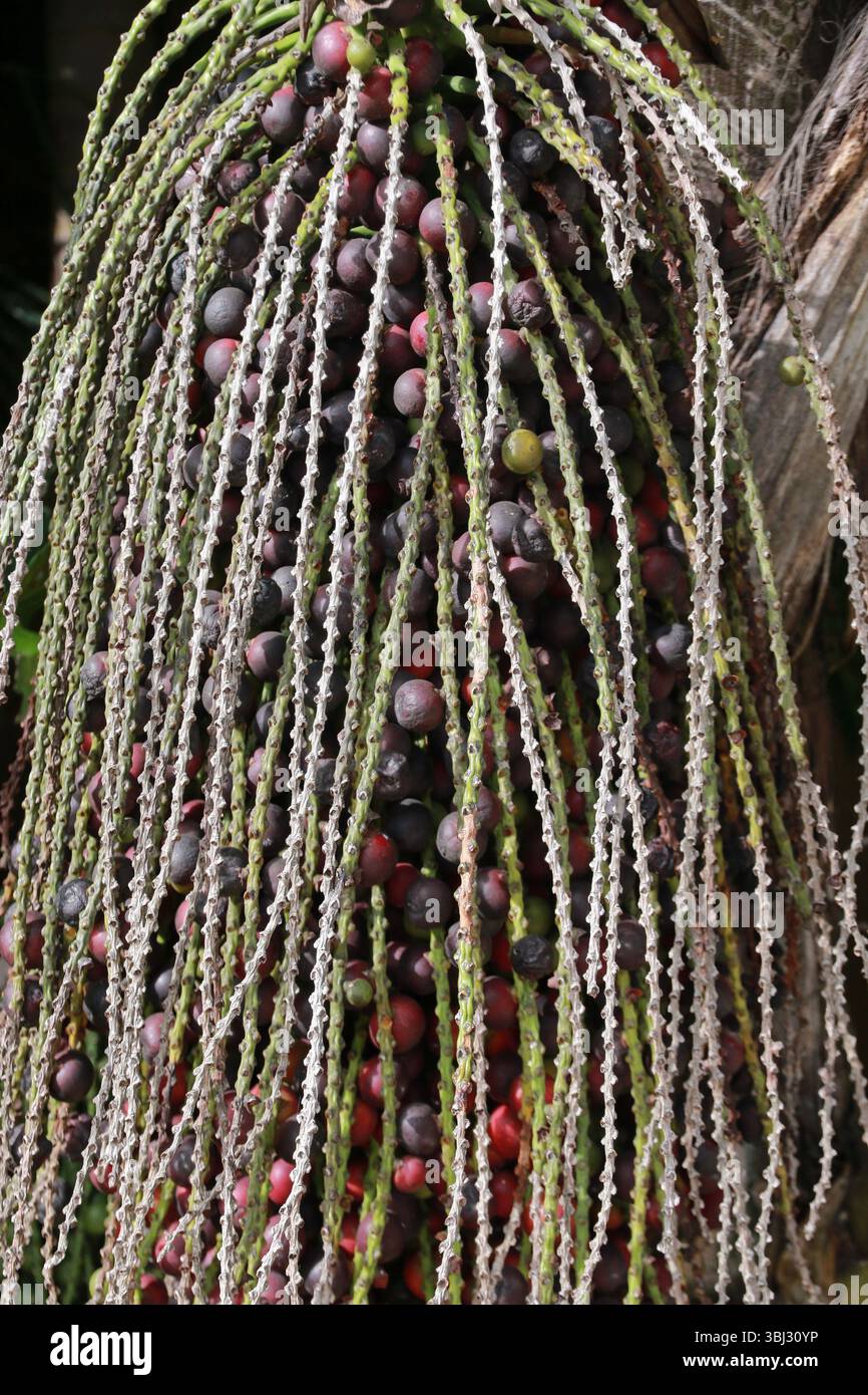 Date bunches on a palm, Yucatan Peninsula, Mexico Stock Photo - Alamy