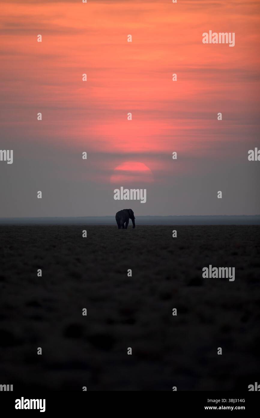 Sunset elephant hi-res stock photography and images - Alamy