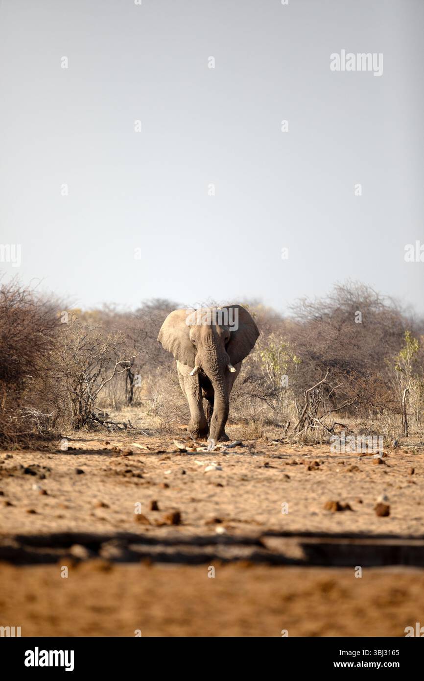 A lone bull desert Elephant, also known as a ghost Elephant in Etosha ...