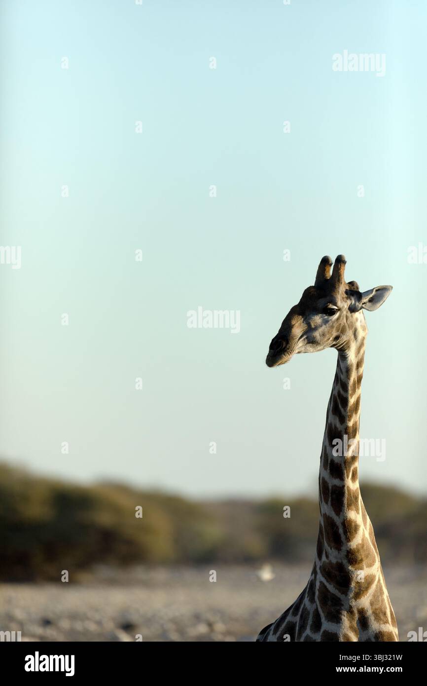 A giraffe looks across a plain in Okaukeujo, Etosha National Park ...