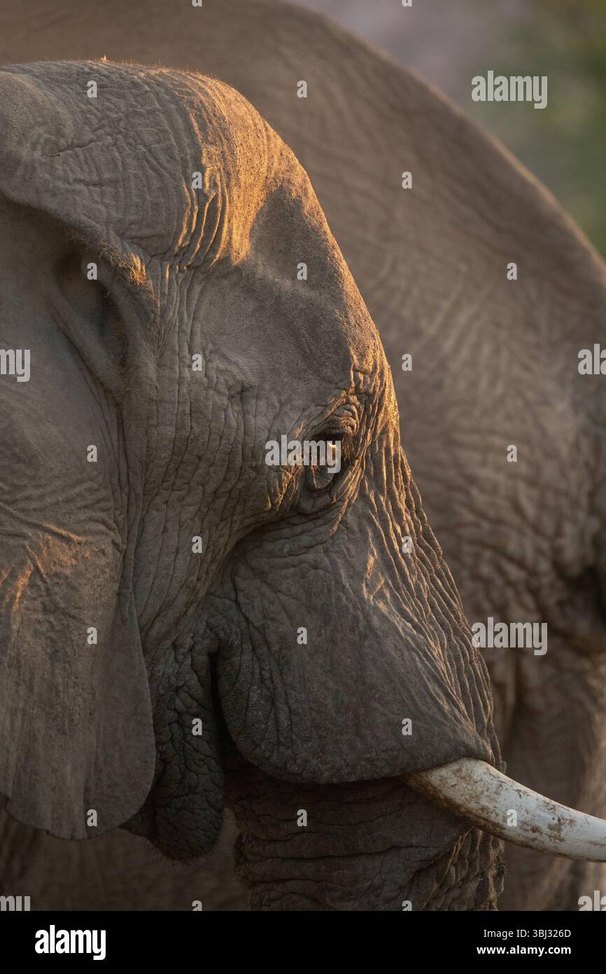 The first rays of morning light illuminates a desert Elephant in the ...