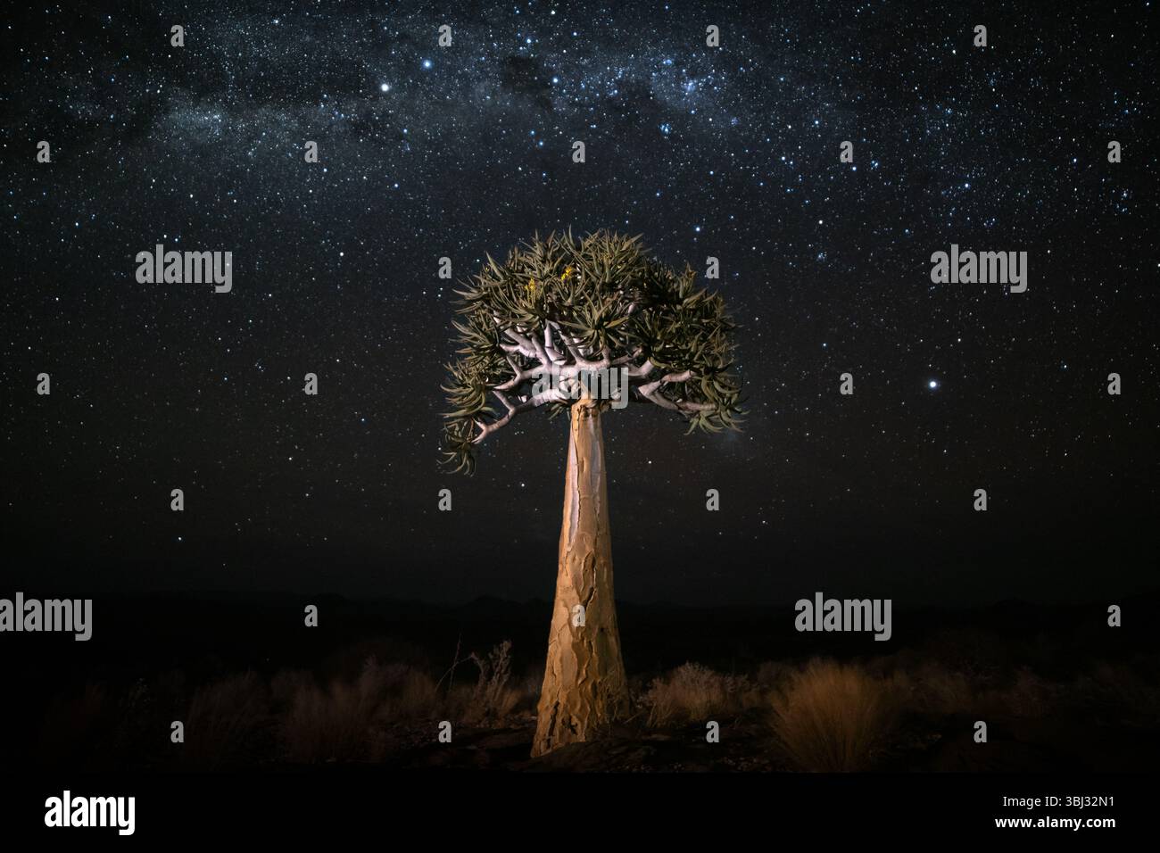 A quiver tree is lit under the band of stars Stock Photo - Alamy