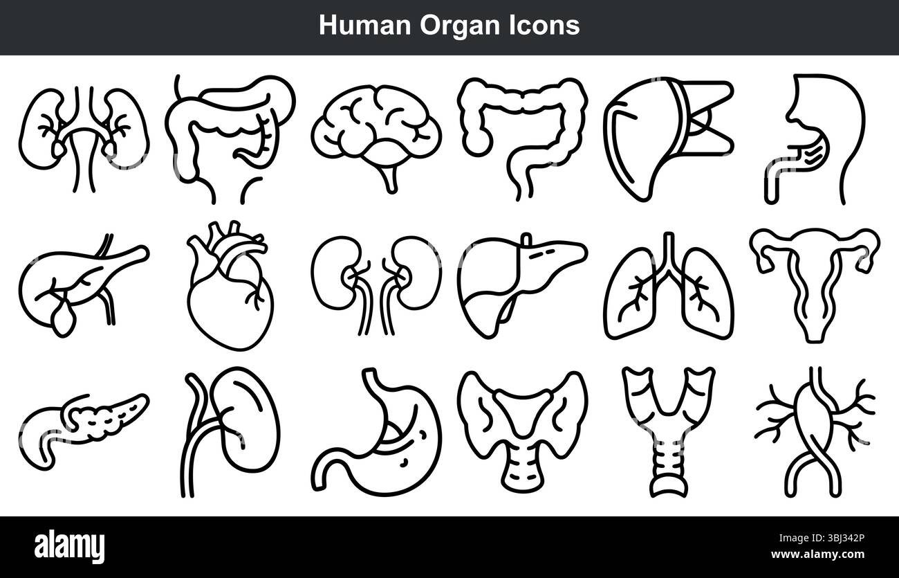 Human anatomy respiratory system Stock Vector Images - Alamy