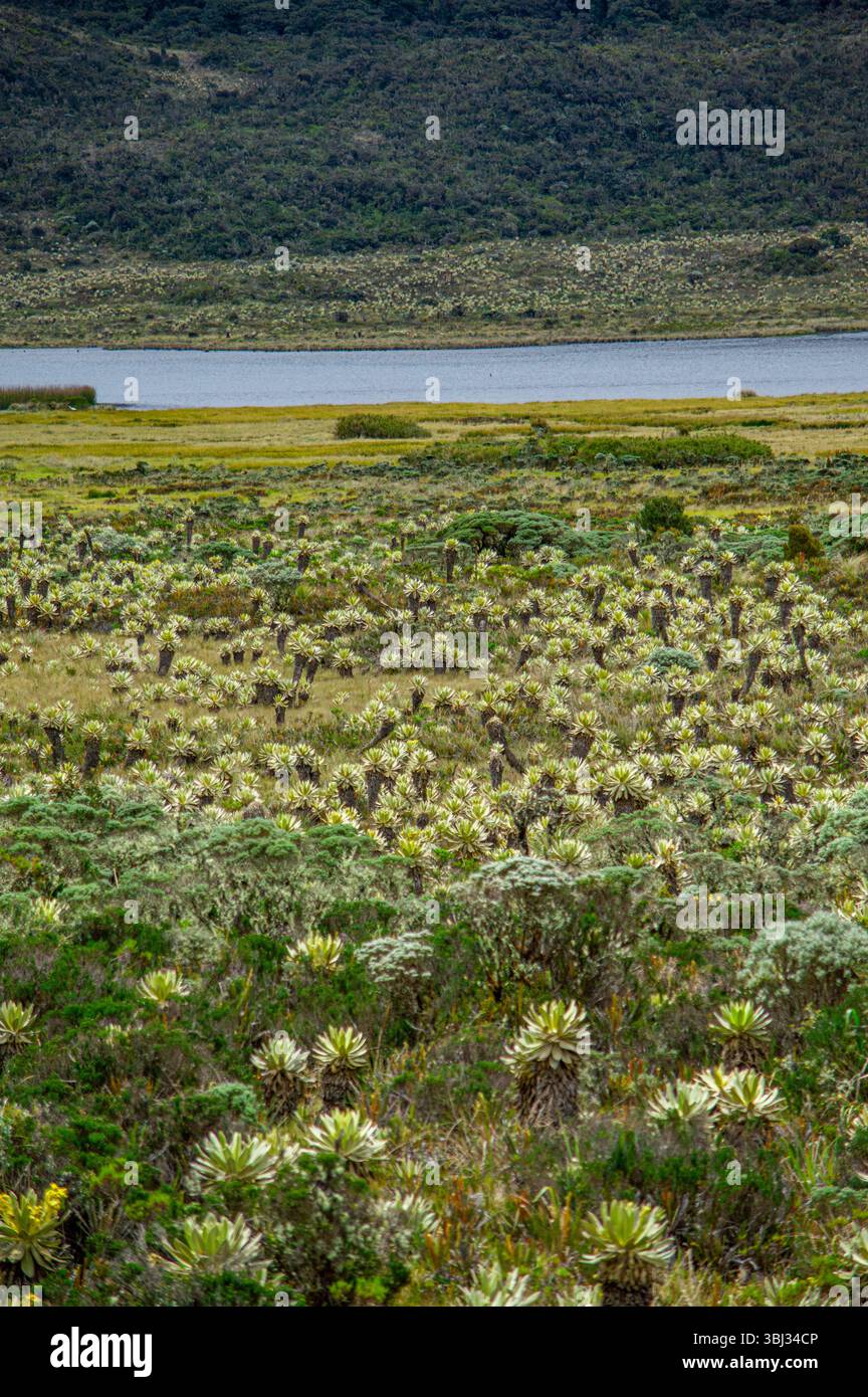 Scenic view of the stunning landscape at Termales de San Juan ...