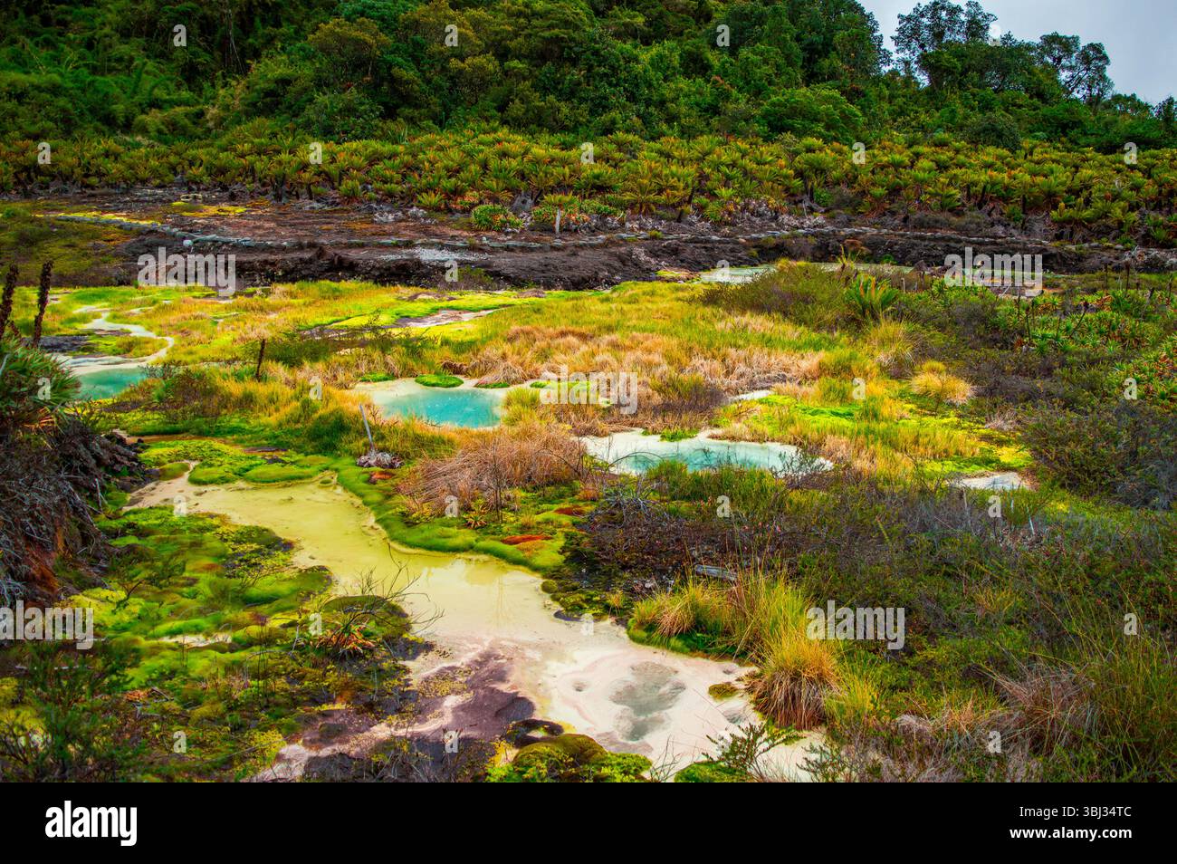 Vibrant thermal springs surrounded by lush vegetation in Termales de ...