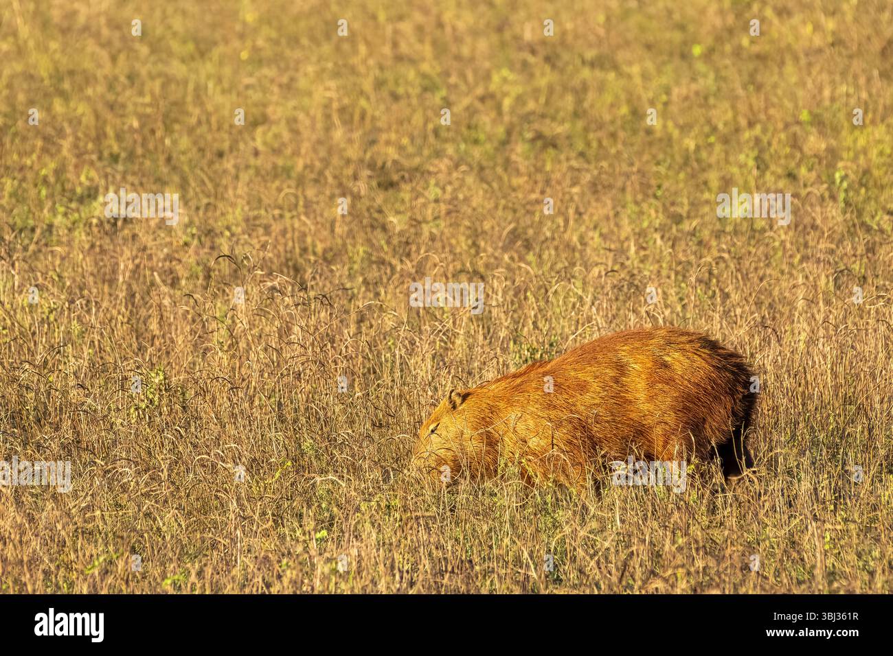 Capybara, Hydrochoerus hydrochaeris, in the Southern Pantanal region ...