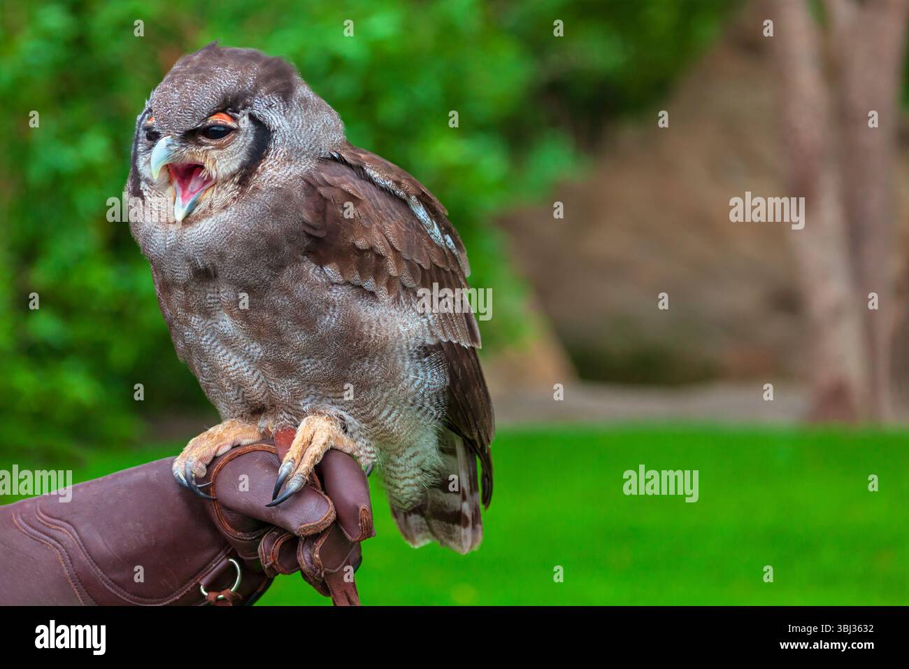 Captive raptor perches on green hi-res stock photography and images - Alamy