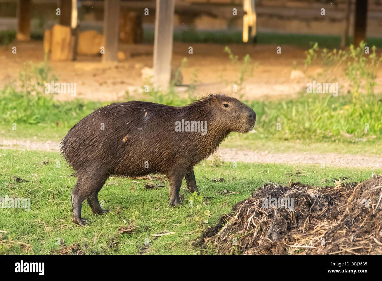 Capybara, Hydrochoerus hydrochaeris, near Porto Jofre in the Northern ...