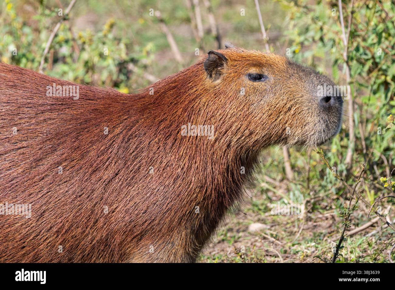 Capybara, Hydrochoerus hydrochaeris, in the Southern Pantanal region ...
