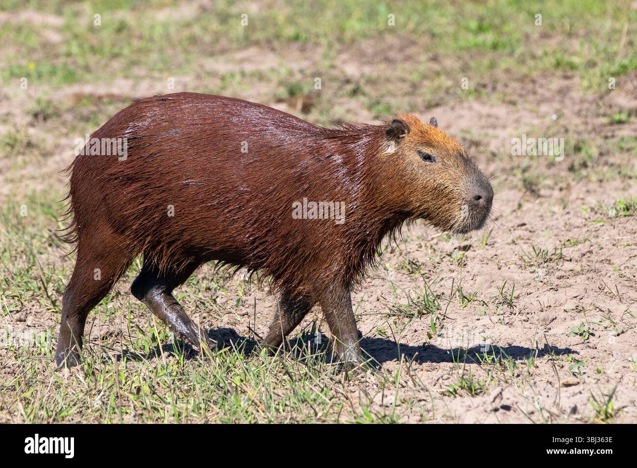 Capybara, Hydrochoerus hydrochaeris, in the Southern Pantanal region ...