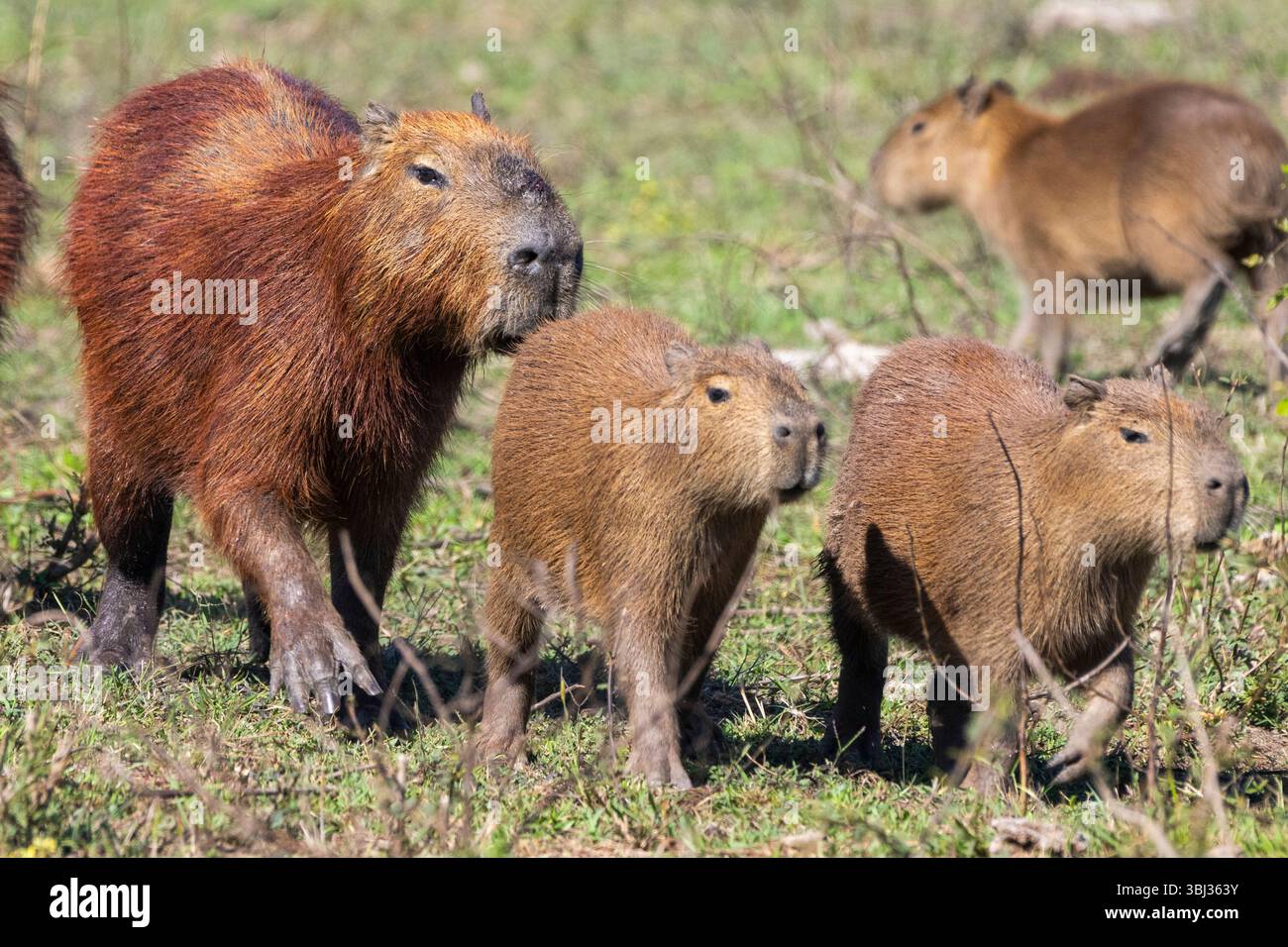 Capybaras, Hydrochoerus hydrochaeris, in the Southern Pantanal region ...