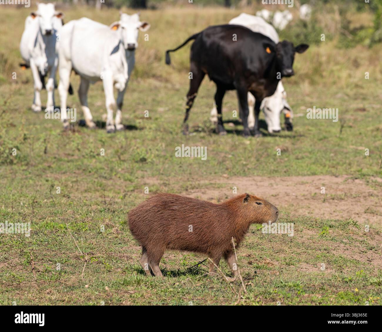 Capybara, Hydrochoerus hydrochaeris, on a cattle ranch in the Southern ...