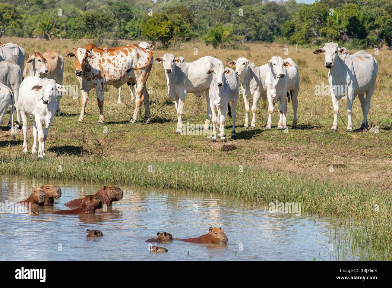 Capybaras, Hydrochoerus hydrochaeris, in a pond on a cattle ranch in ...