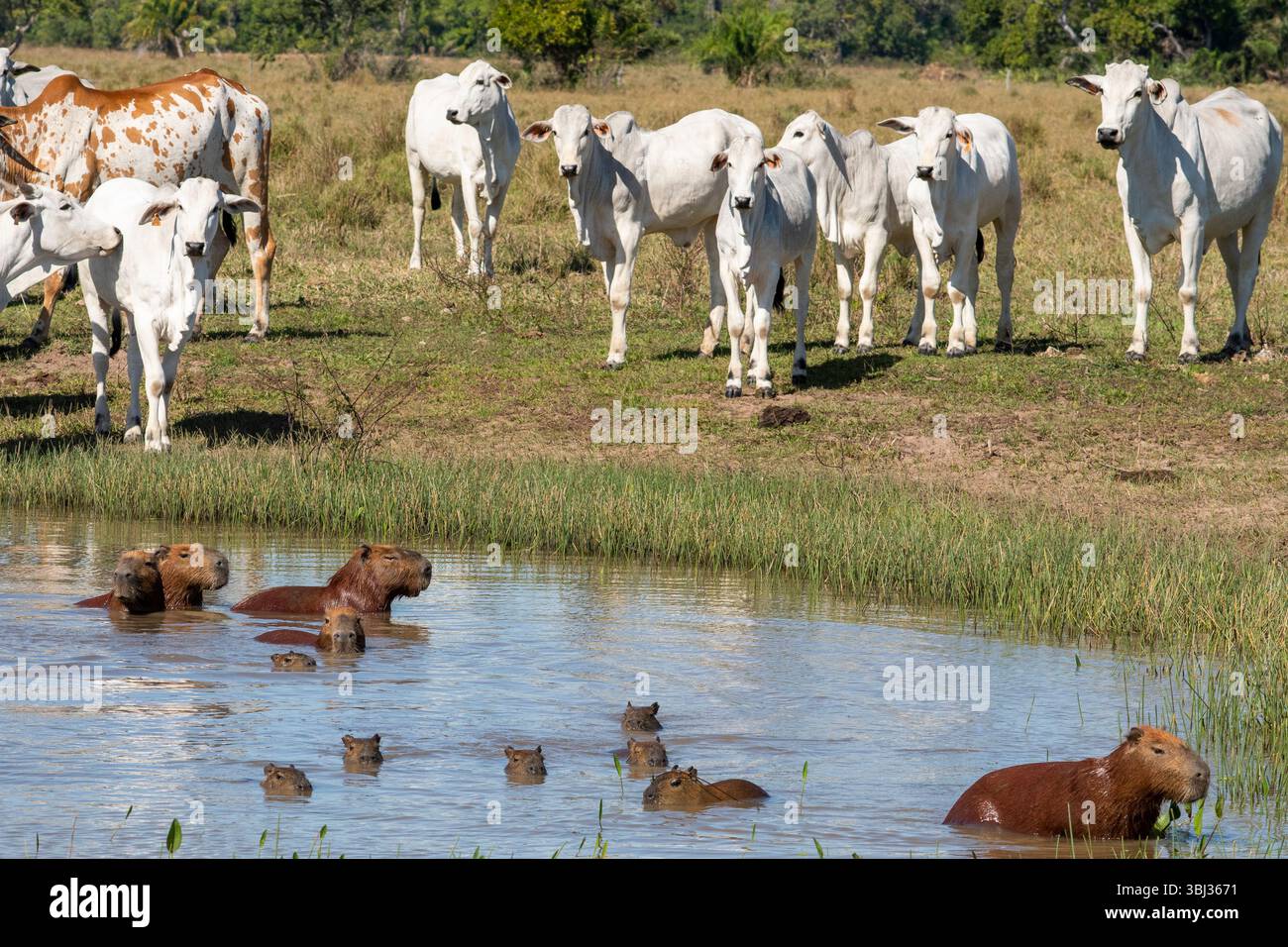 Capybaras, Hydrochoerus hydrochaeris, in a pond on a cattle ranch in ...