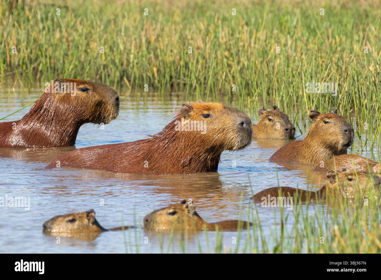 Capybaras, Hydrochoerus hydrochaeris, in a pond in the Southern ...