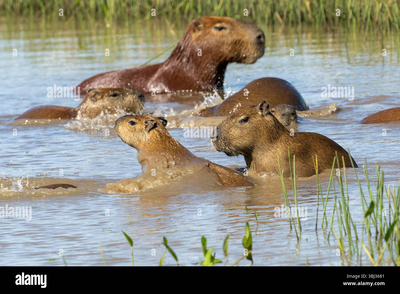 Capybaras, Hydrochoerus hydrochaeris, in a pond in the Southern ...