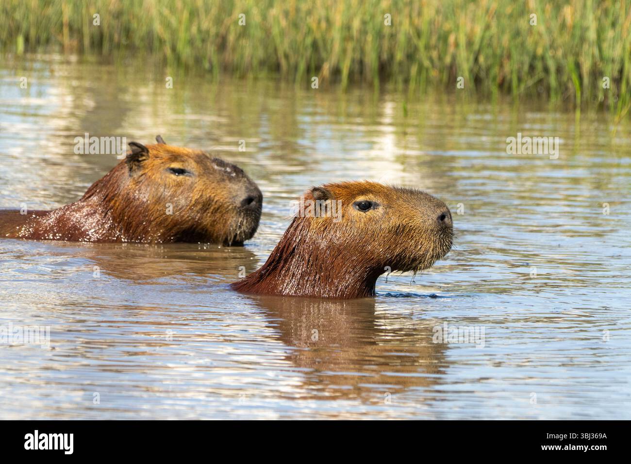 Capybaras, Hydrochoerus hydrochaeris, in a pond in the Southern ...