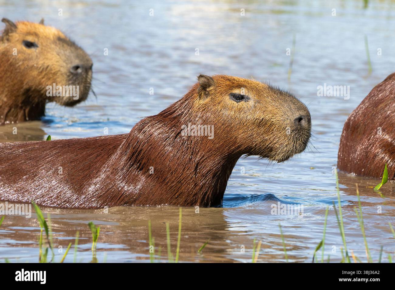 Capybaras, Hydrochoerus hydrochaeris, in a pond in the Southern ...
